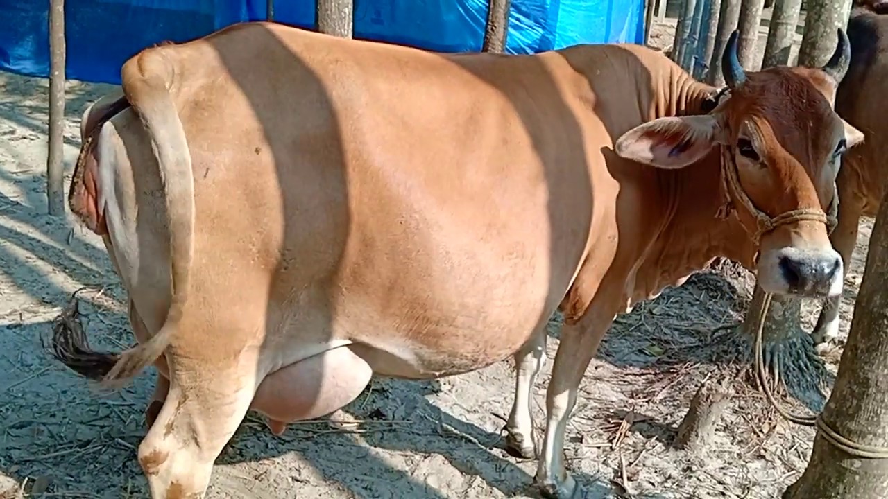 cow farming in mrittika dairy farm, pabna bangladesh. 01714843088 - YouTube