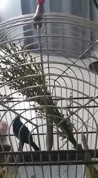 picolet zoigie suriname - YouTube