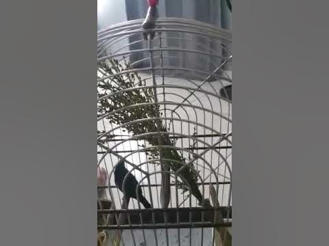 picolet zoigie suriname - YouTube