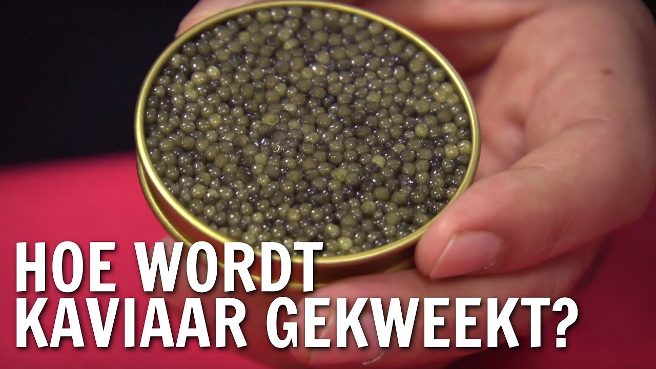 Hoe wordt kaviaar gekweekt? | De Buitendienst over kaviaar - YouTube