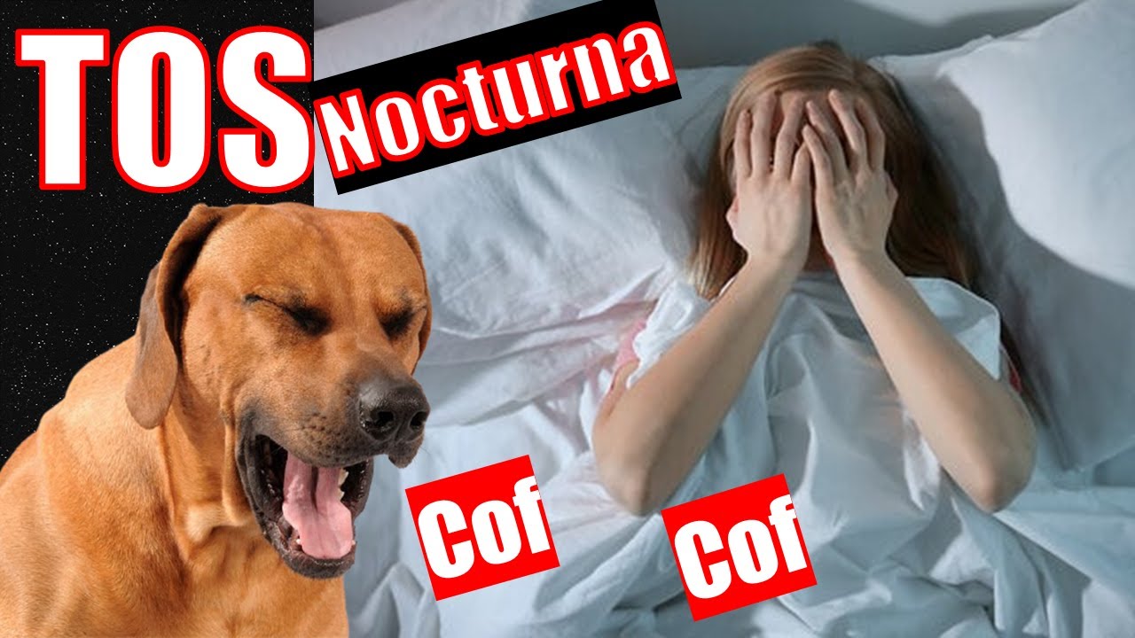 Por Qué Mi Perro Tose Por La Noche