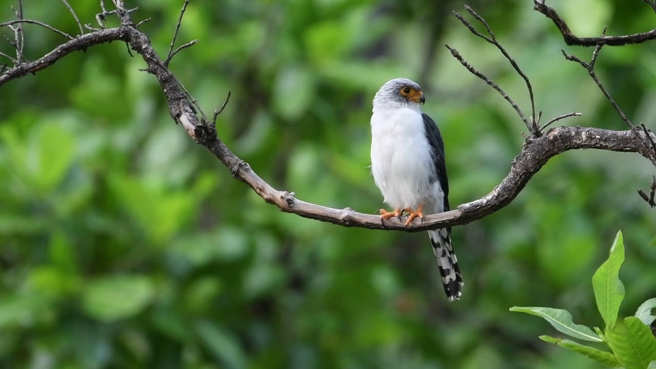 White-rumped Pygmy falcon, adult male pre- night-roost - YouTube