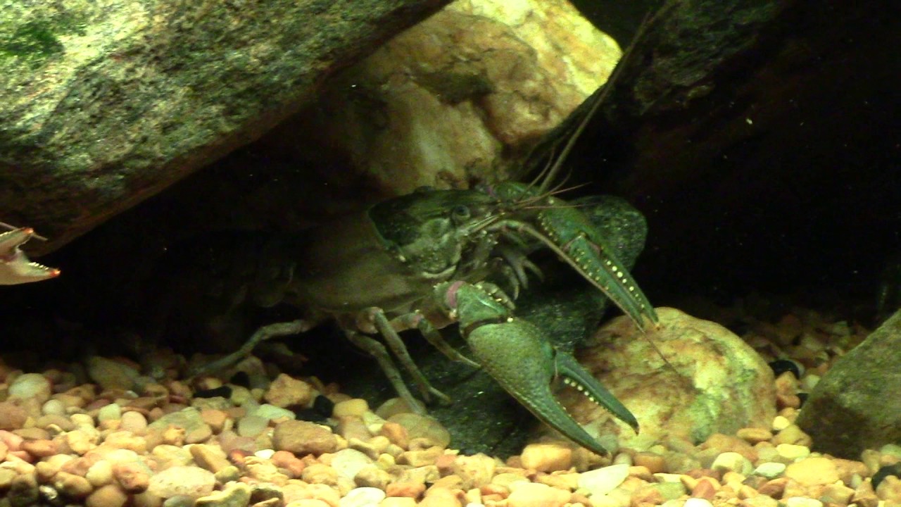 Big Boss Virile Crayfish In My Native Tank - YouTube