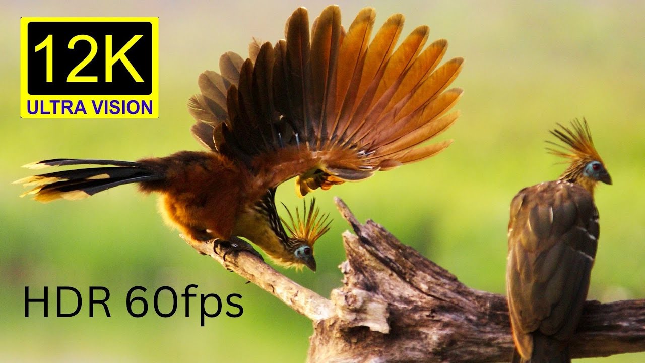 3 Hours Hoatzin Bird & Hummingbird | Stink Bird | Colorful birds | A ...