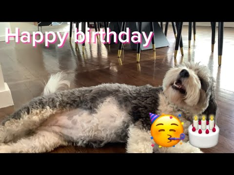 Maddie’s 4th birthday: The slobber Queen. [Maddie is a dog] - YouTube