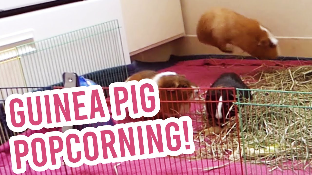 New guinea pig intro! Tons of popcorning! - YouTube