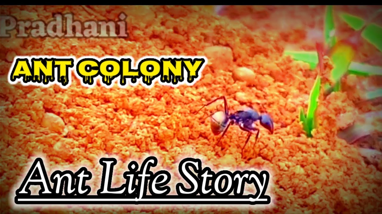 Ant colony || Ant life story || Ant building his colony || D Pradhani ...