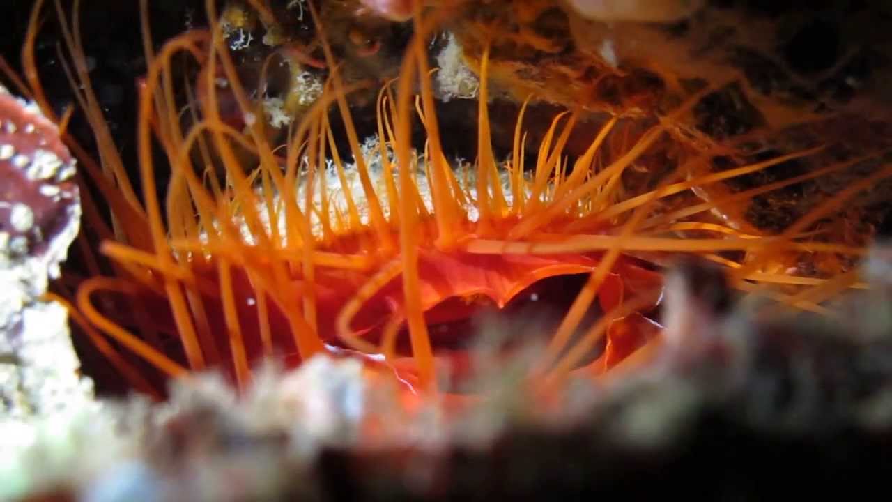 Disco Clam (also known as: fire clam and electric flame scallop) - YouTube