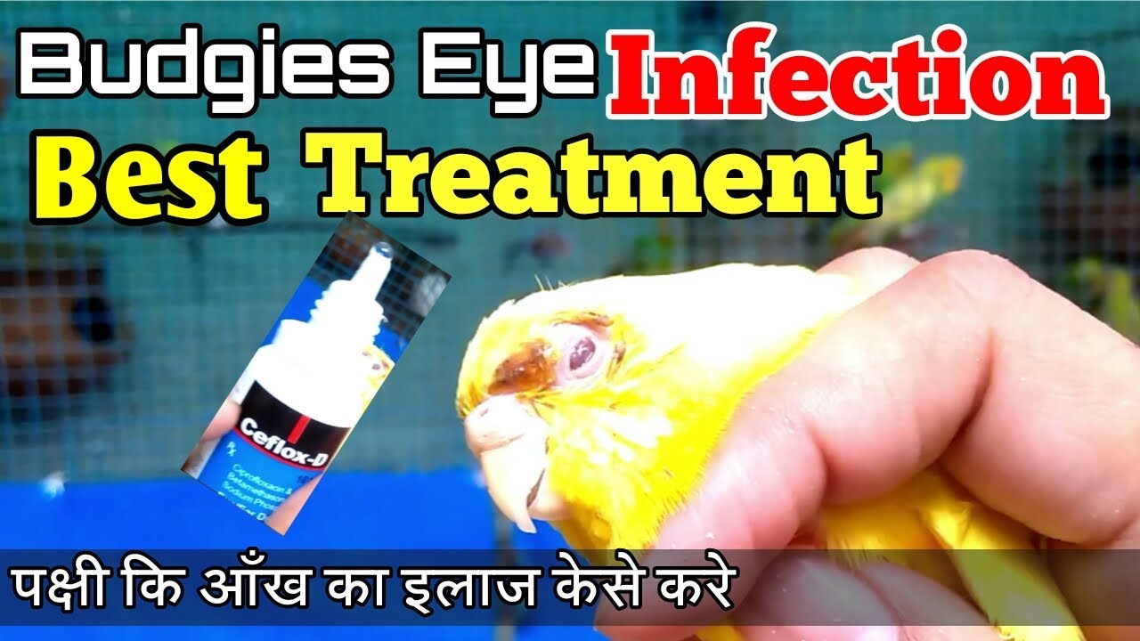 Birds Eye Infection Treatment | Budgies Eye Infection Ka Ilaaj Kese ...