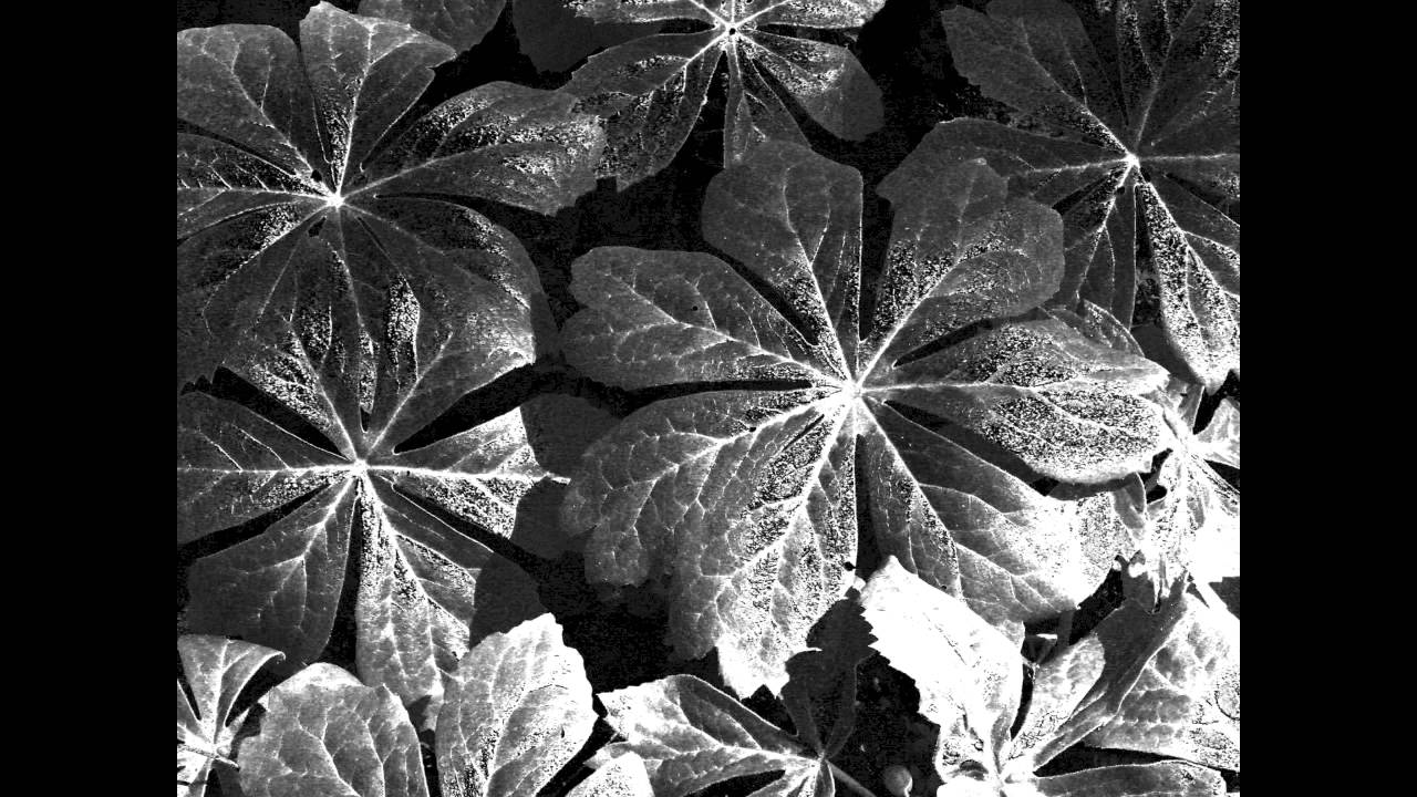 The Photography of Minor White and a Few of My Own - YouTube