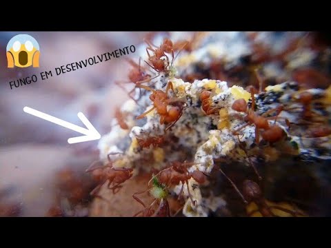 Formigas cultivadoras de fungo _ por dentro do formigueiro (imagens ...