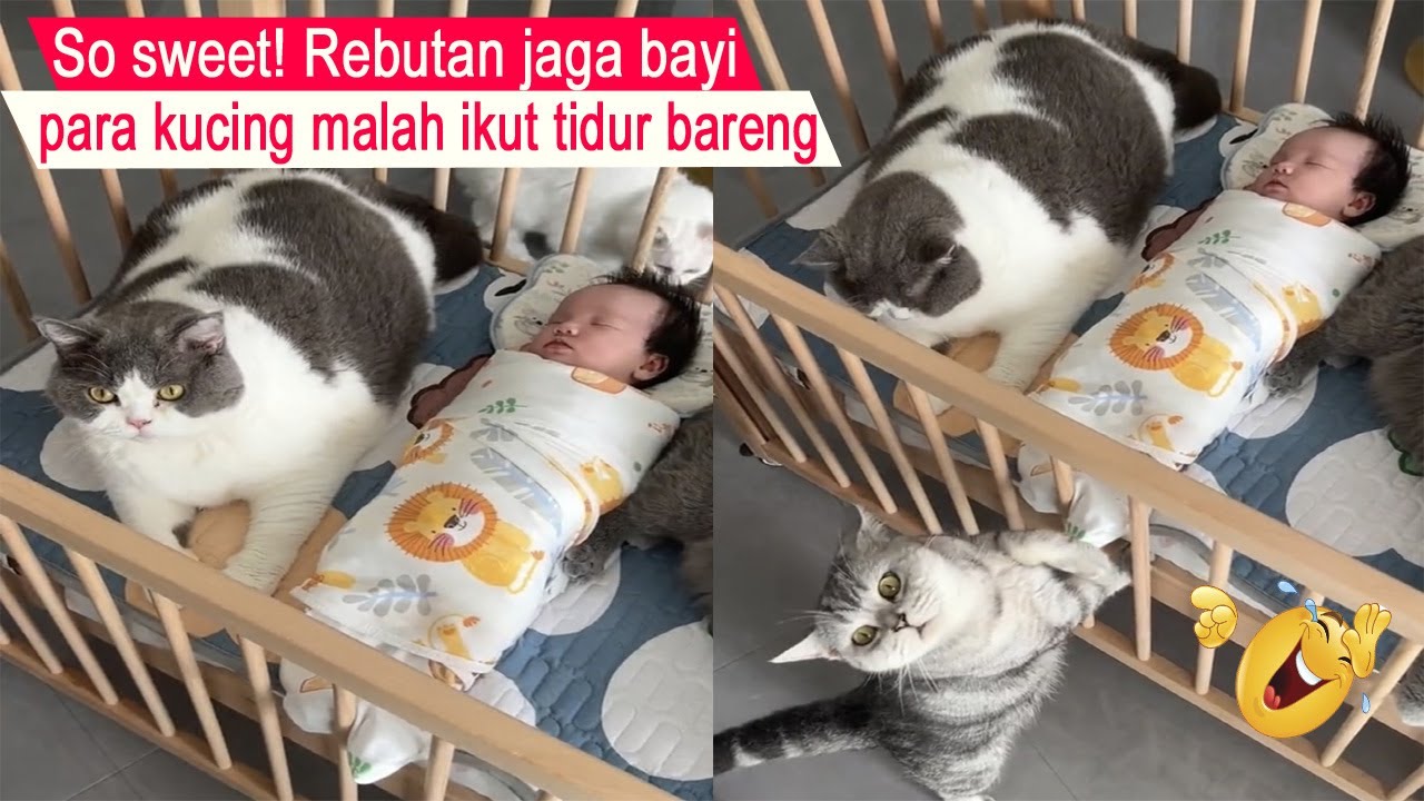 GEMES BANGET/ kucing jagain Bayi Manusia, sampai rebutan tidur bareng/kompilasi kucing lucu ...