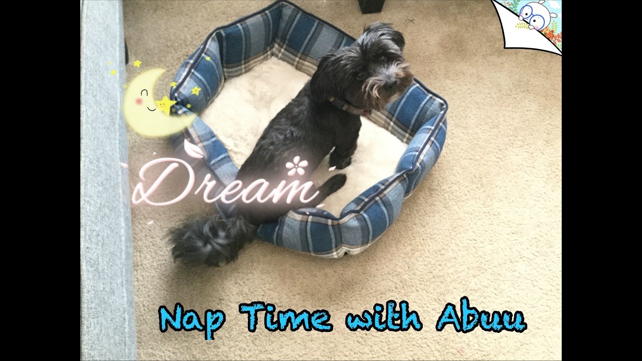 Ultimate Dog's Guide To Taking Naps - YouTube