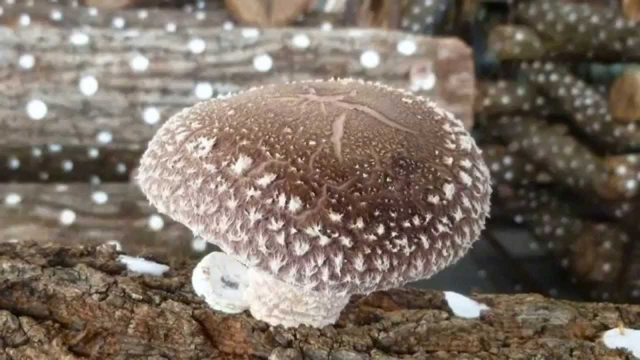 Time-lapse Growth of Shiitake Mushroom - YouTube