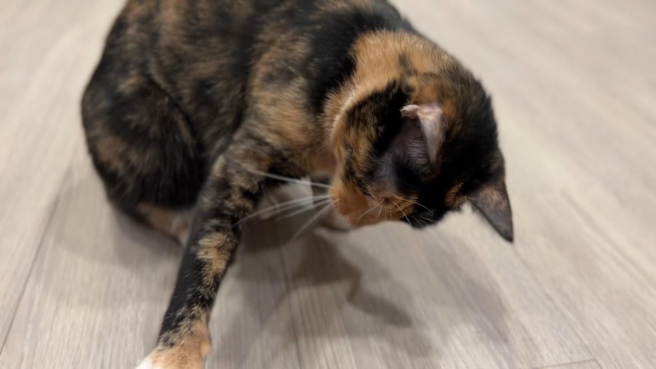 Teaching my cat to give paw - Day 7 - YouTube