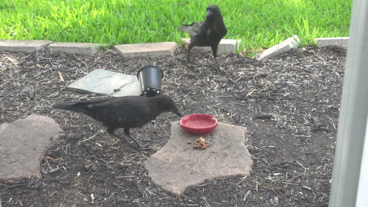 Crow problem solving - YouTube