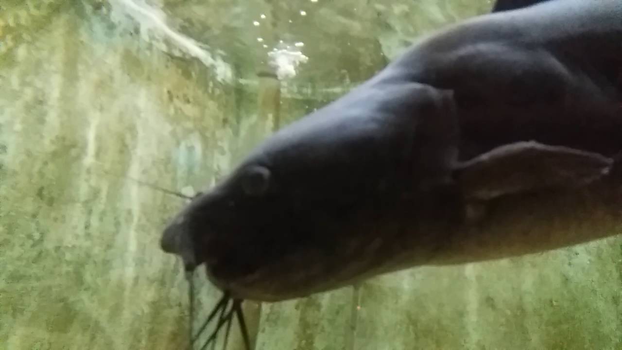 Mundo Animal, Bagre Americano. - YouTube