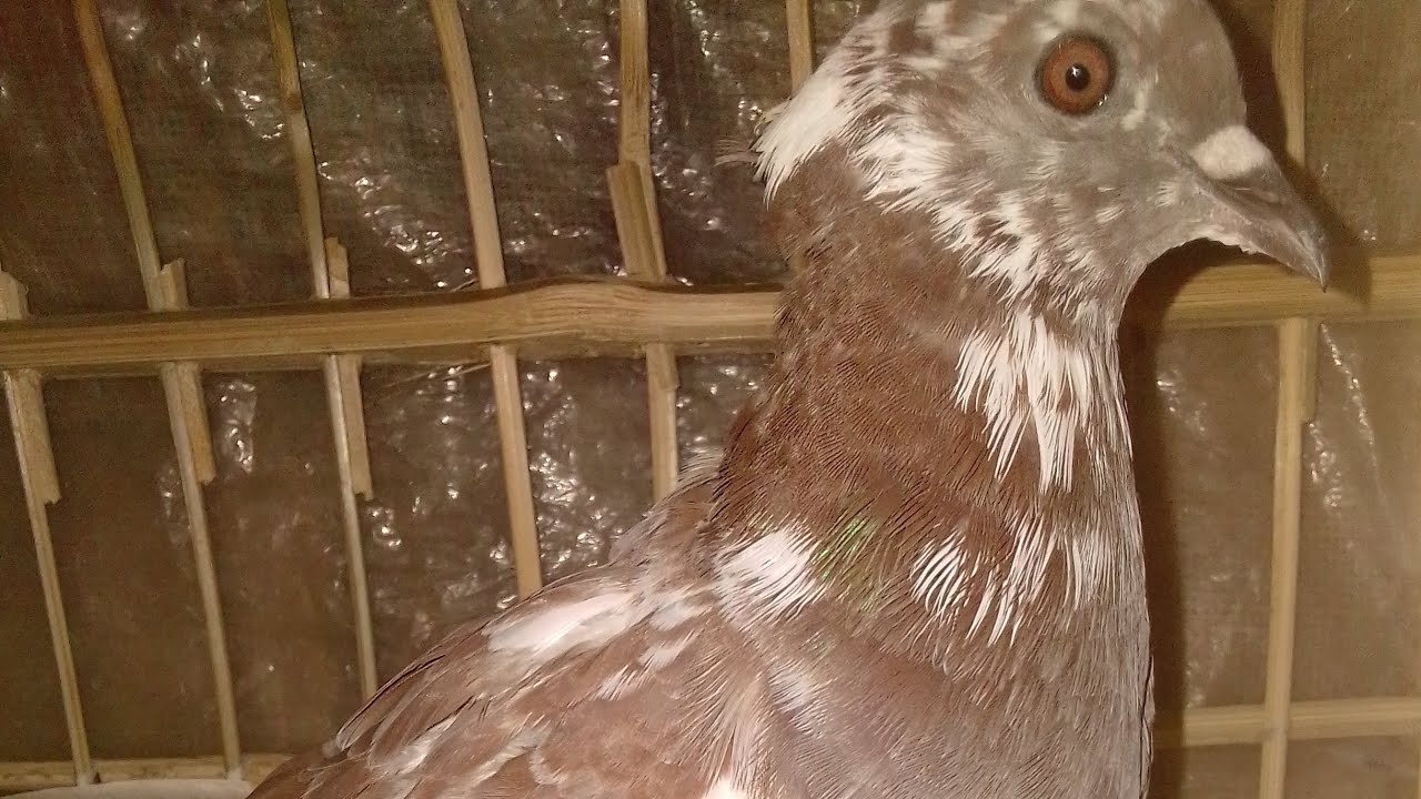 Kobutar ar Dakh, Bak Bakumm,,,🕊️😍🥰 #peigon #peigeons #kobutor #payra # ...