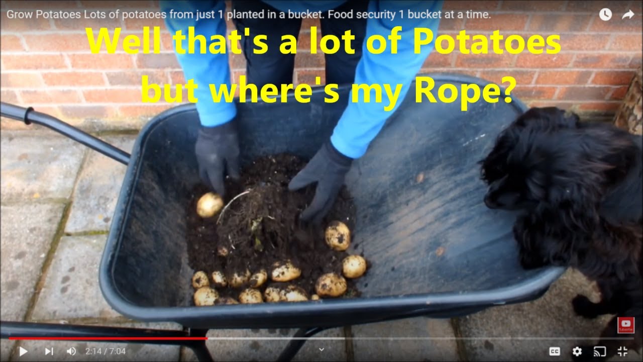 Grow Potatoes Lots of potatoes from just 1 planted in a bucket. Food ...