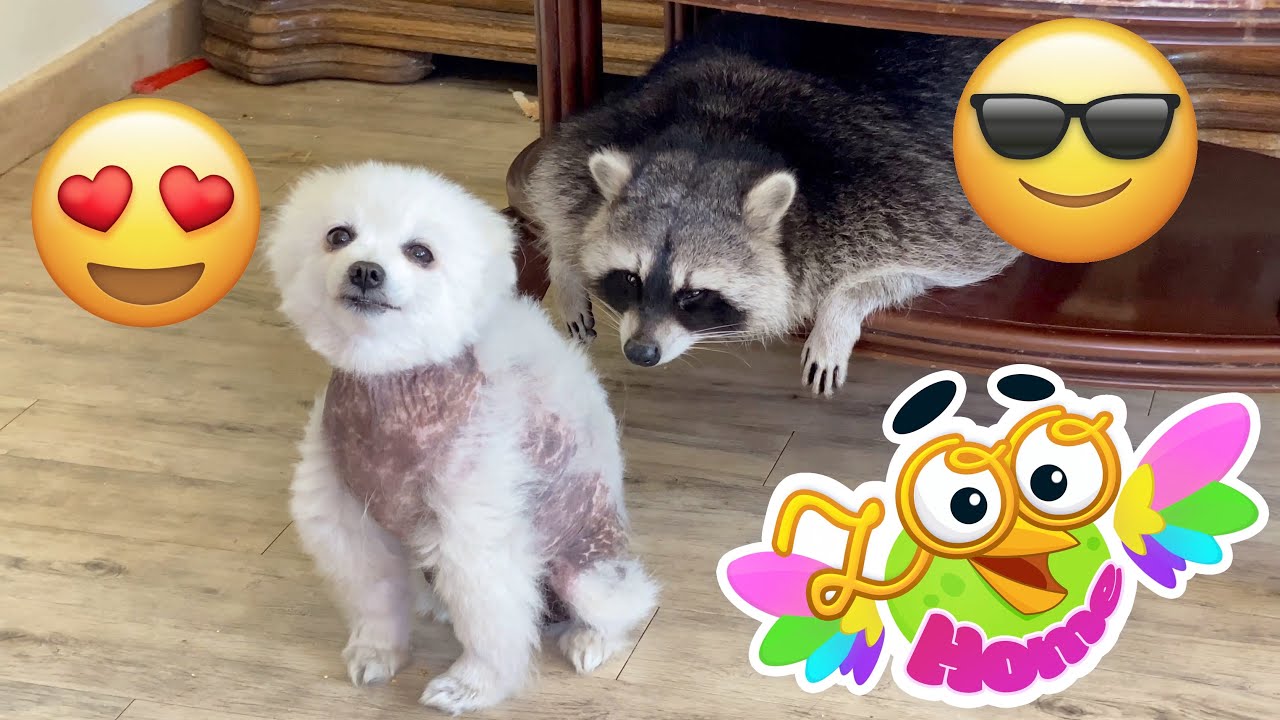 Spitz Lucia and Raccoon who hid in the coffee table. - YouTube