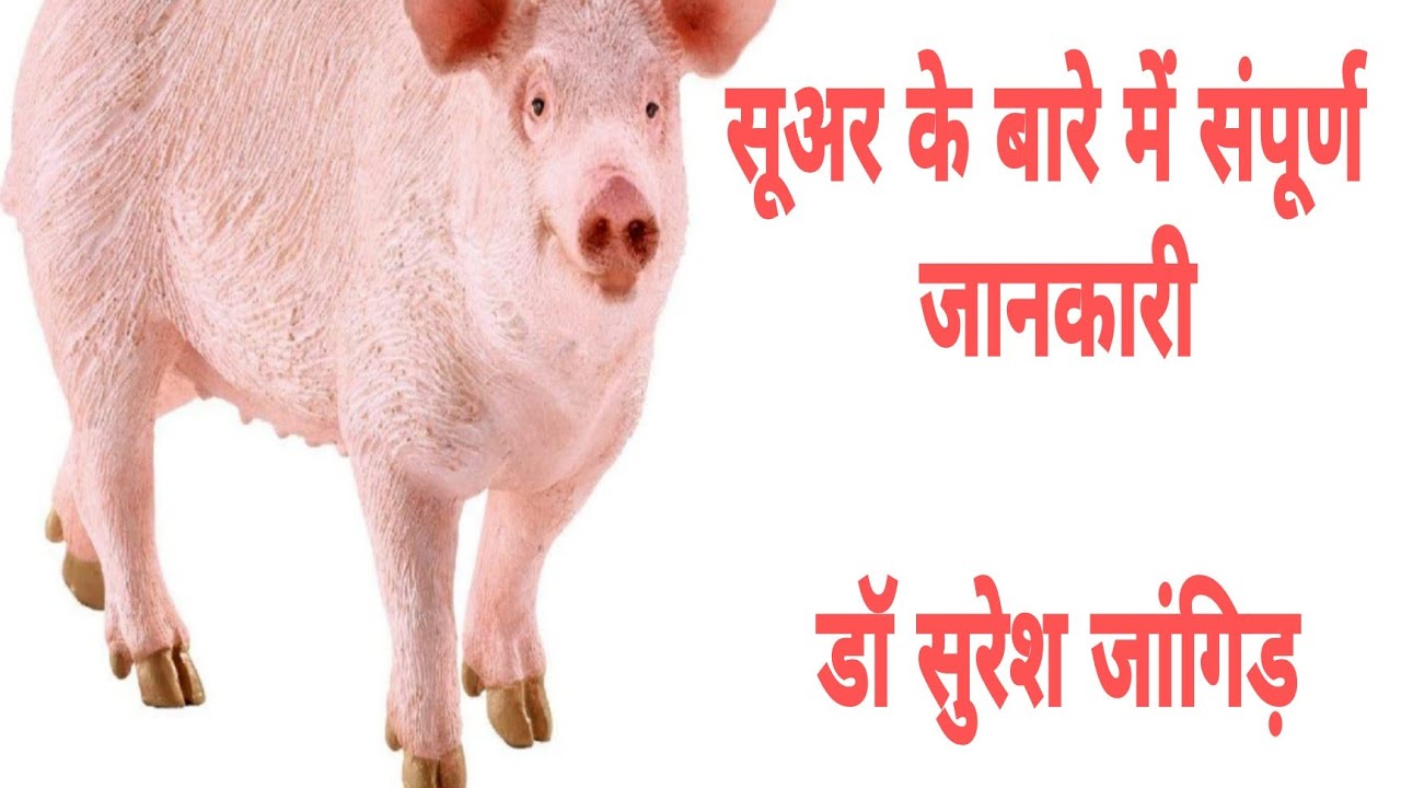 Breeds Of Pig ।। General Livestock management Pig - YouTube