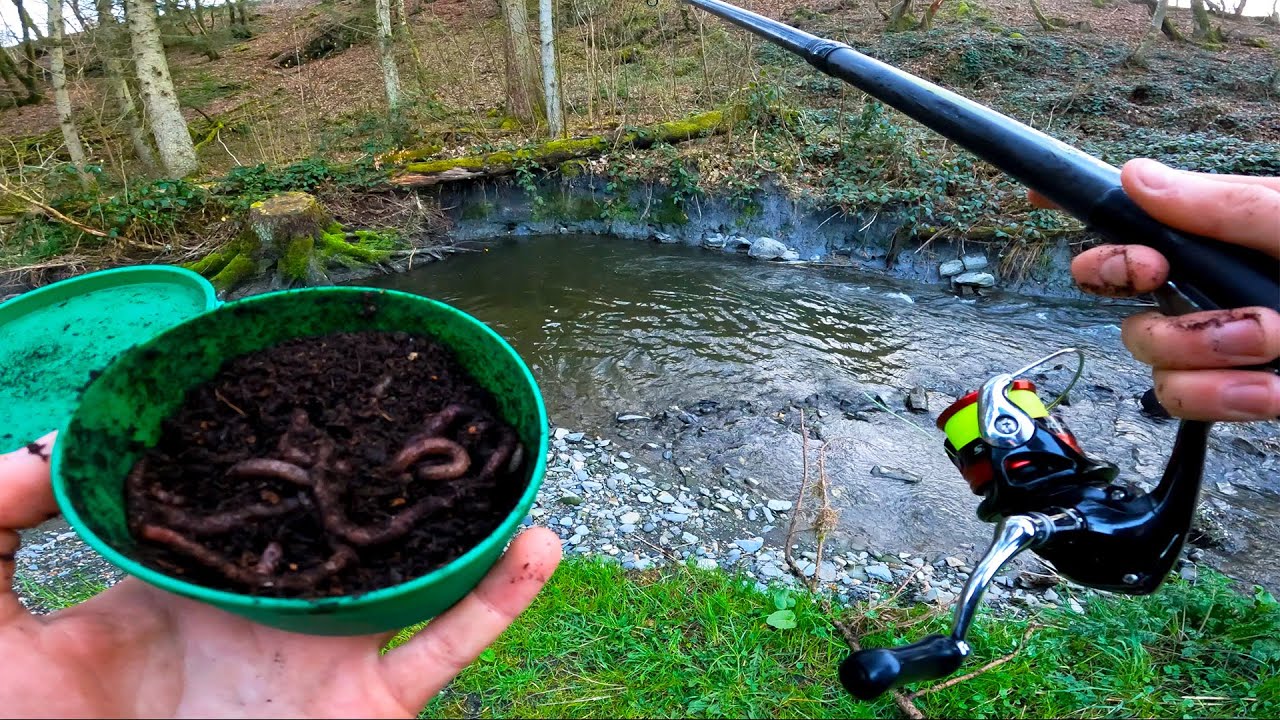 PÊCHE de la TRUITE en RUISSEAU au VER DE TERRE ! (Pêche de la truite au ...