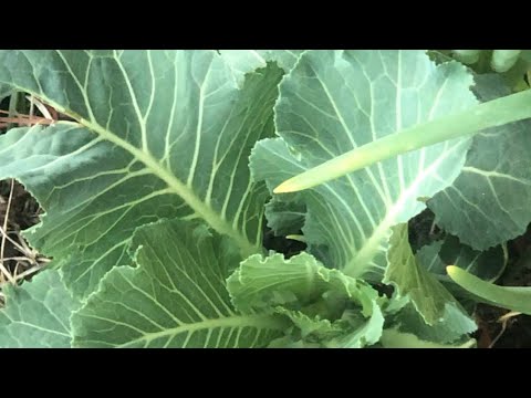 Scrap Gardening - Can You Regrow Collard Greens From Collard Stalks ...