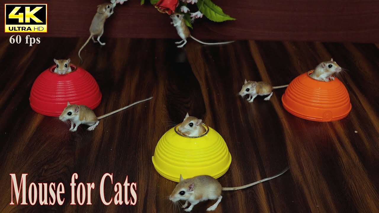 Cat Games: Mice & Mouse Hide & Seek, Chase | Fun on Screen for Cats to ...