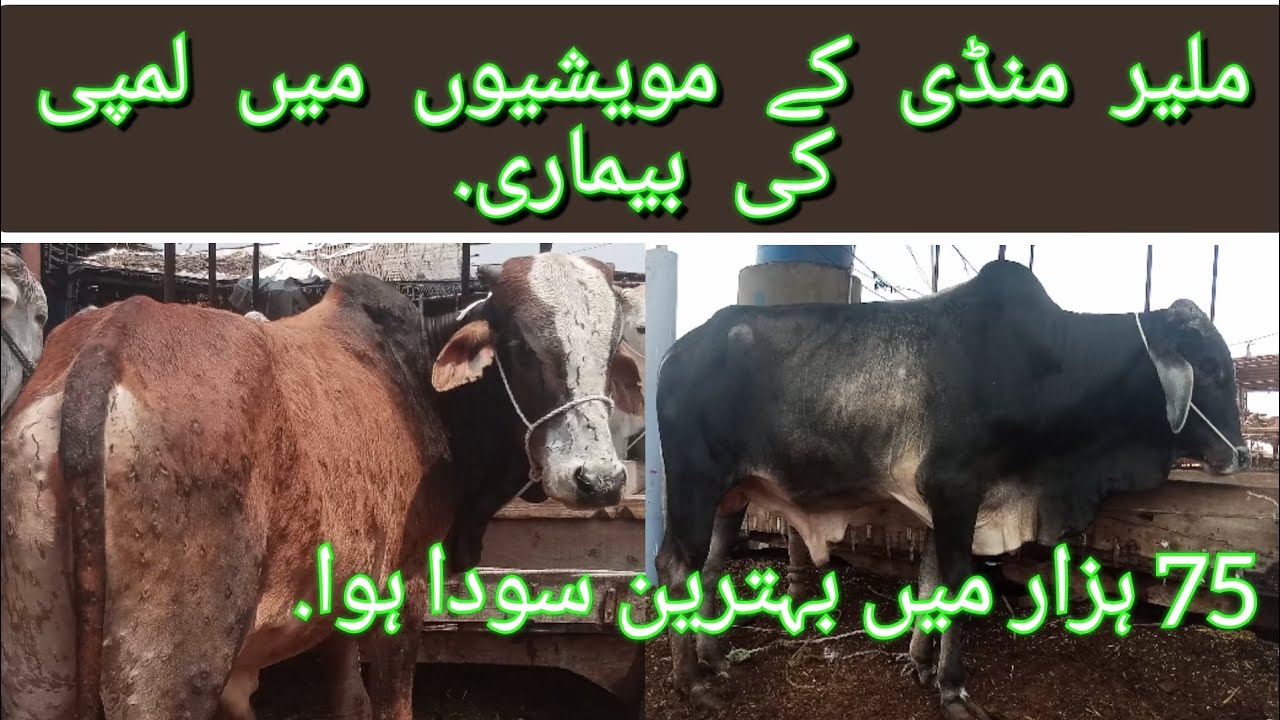 Cow Mandi update2023 Lumpy skin waly janwar |75k ma hua acha soda ...