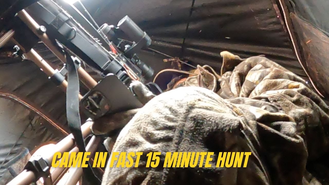 She came in FAST: 15 - Minute Urban Deer Hunt After Baiting with ...