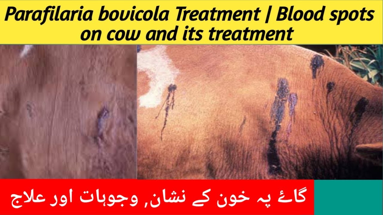 Parafilaria Bovicola Treatment | Blood spots on skin of cow and its ...
