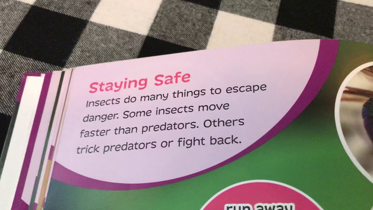 Insects - helpful insects and staying safe - YouTube