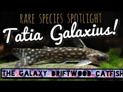 Rare Species Spotlight: The Milky Way Galaxy Woodcat! Tatia Galaxius. A ...