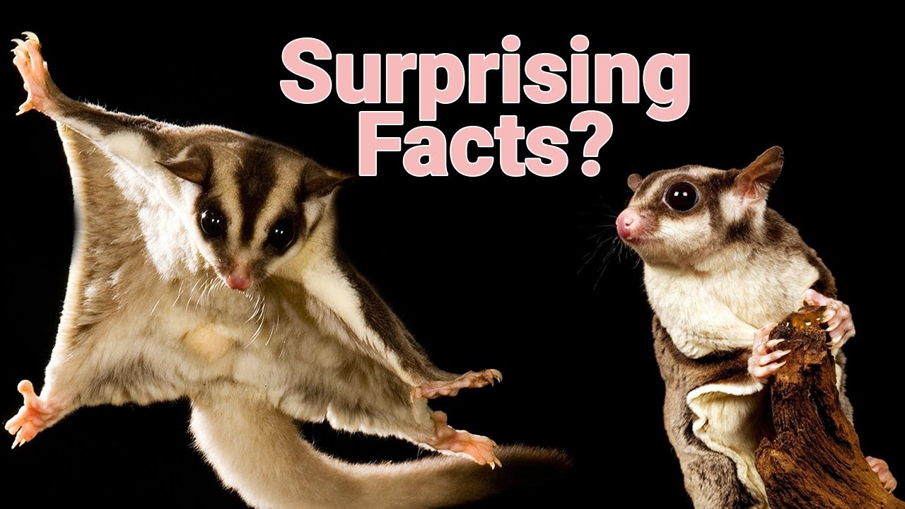 Surprising Facts About Sugar Gliders YouTube
