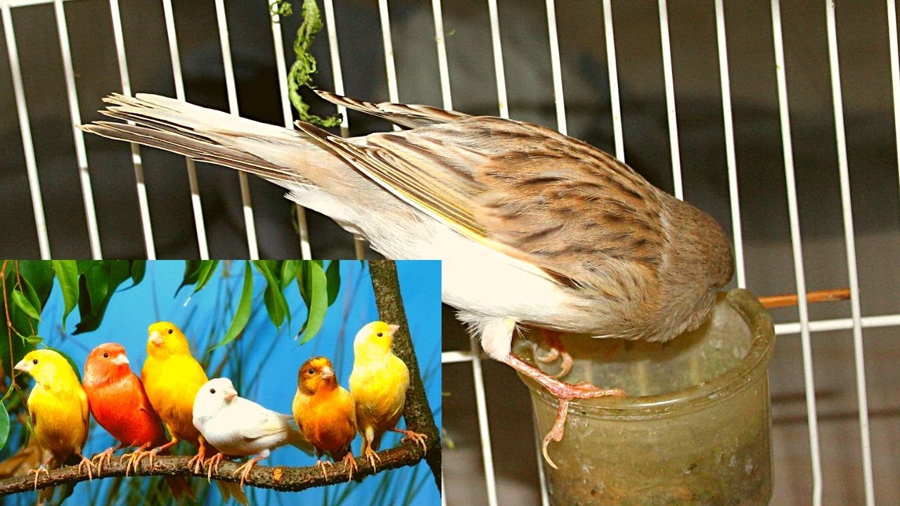 CANARY BETINA SILVER - YouTube