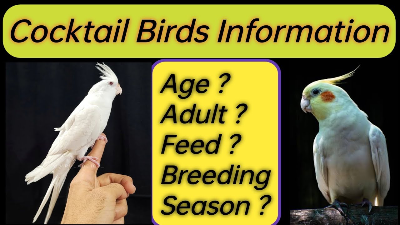 Cocktail Birds Information | Cocktail Breeding Season,Age,Cage Size,Box ...