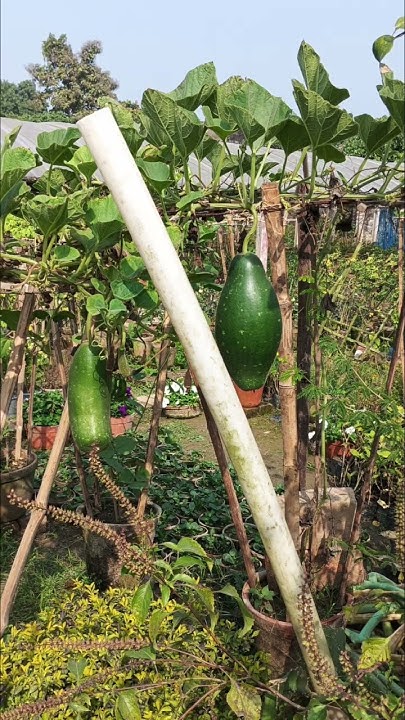 A numerous types of flowers. Subscribe my channel for more videos ...