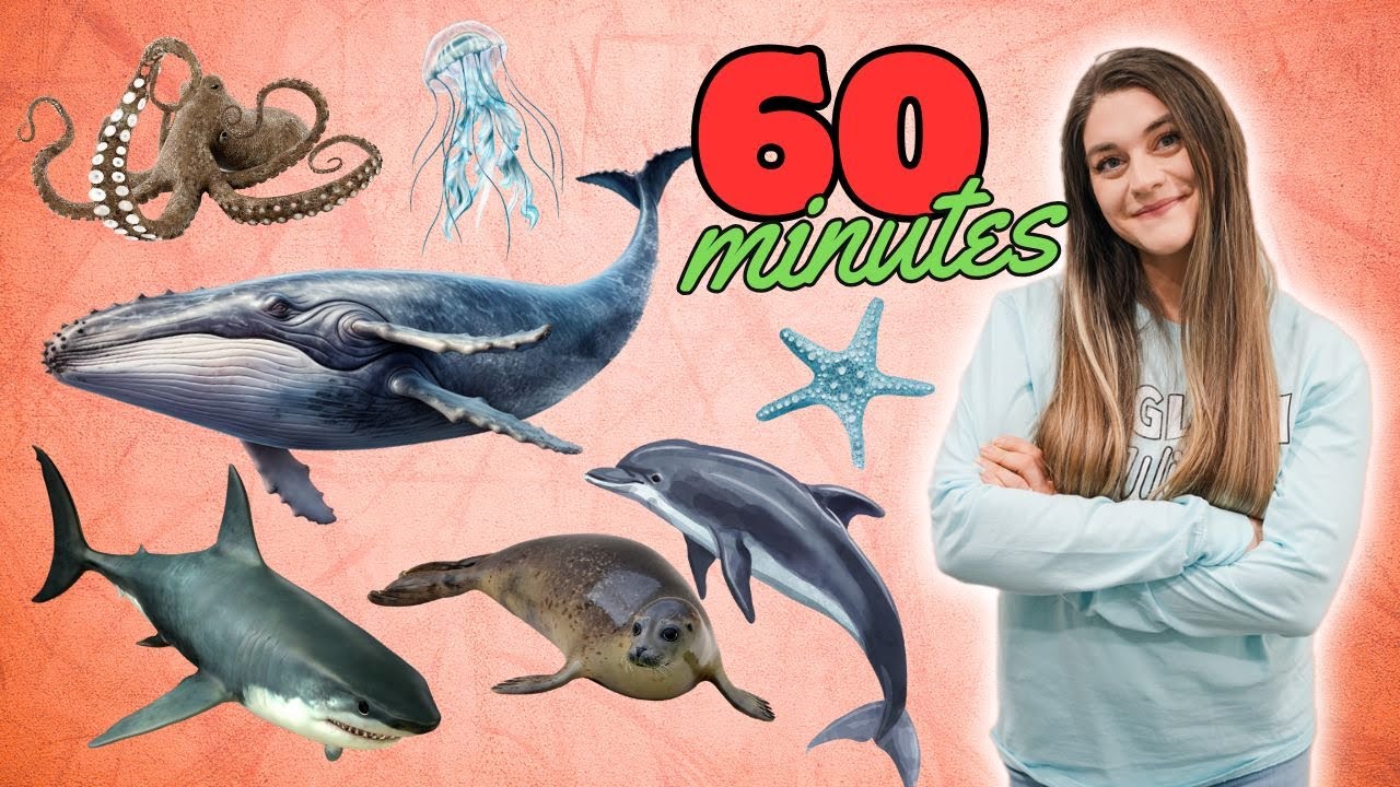 60 MINUTES EASY ENGLISH Sea Animal For Everyone | Learn English ...