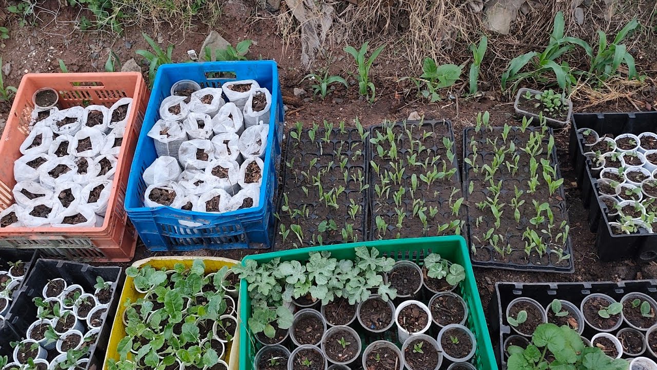 How I grow Quality seedlings on my own - YouTube