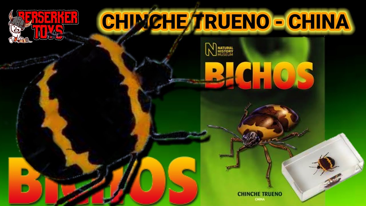 CHINCHE TRUENO - CHINA - BICHOS- COLECCIÓN DE INSECTOS Y ARÁCNIDOS RBA ...