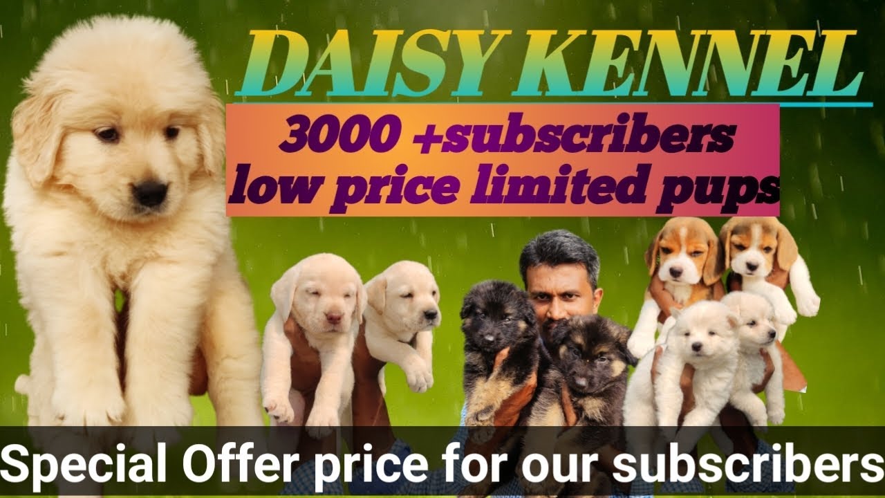 puppies low price for our loved subscribers special offer for our ...