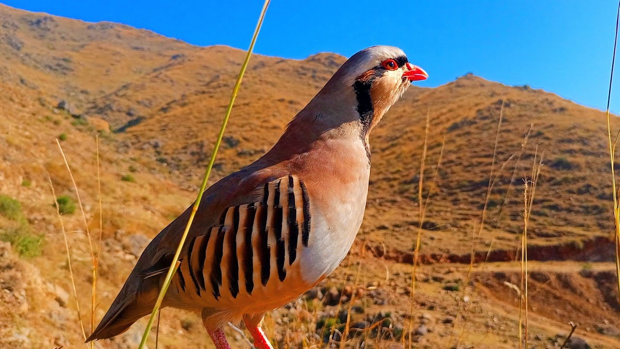 Female chakor voice//chakor voice//sound//چکور کی آواز - YouTube