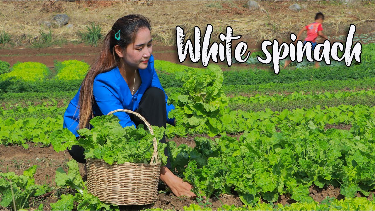 The recipe from white spinach || How spinach is cooked in easy way for ...