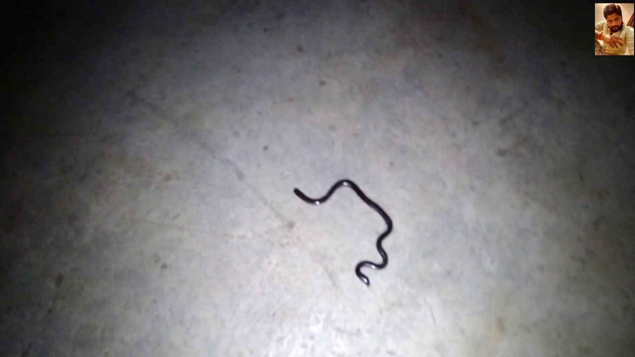 Teliya snake / brahminy blind snake / flowerpot snake / common blind ...