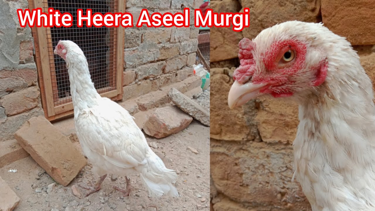 White Murgi a gai village sa🥰 | Shoaib Aseel Birds - YouTube