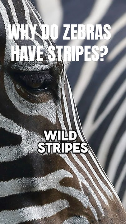 Why do Zebras have stripes ? 🤯🦓 #animatedcartoon #funfacts # ...