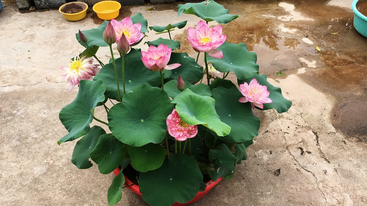 If you want a beautiful lotus pot and many flowers, you need to do ...
