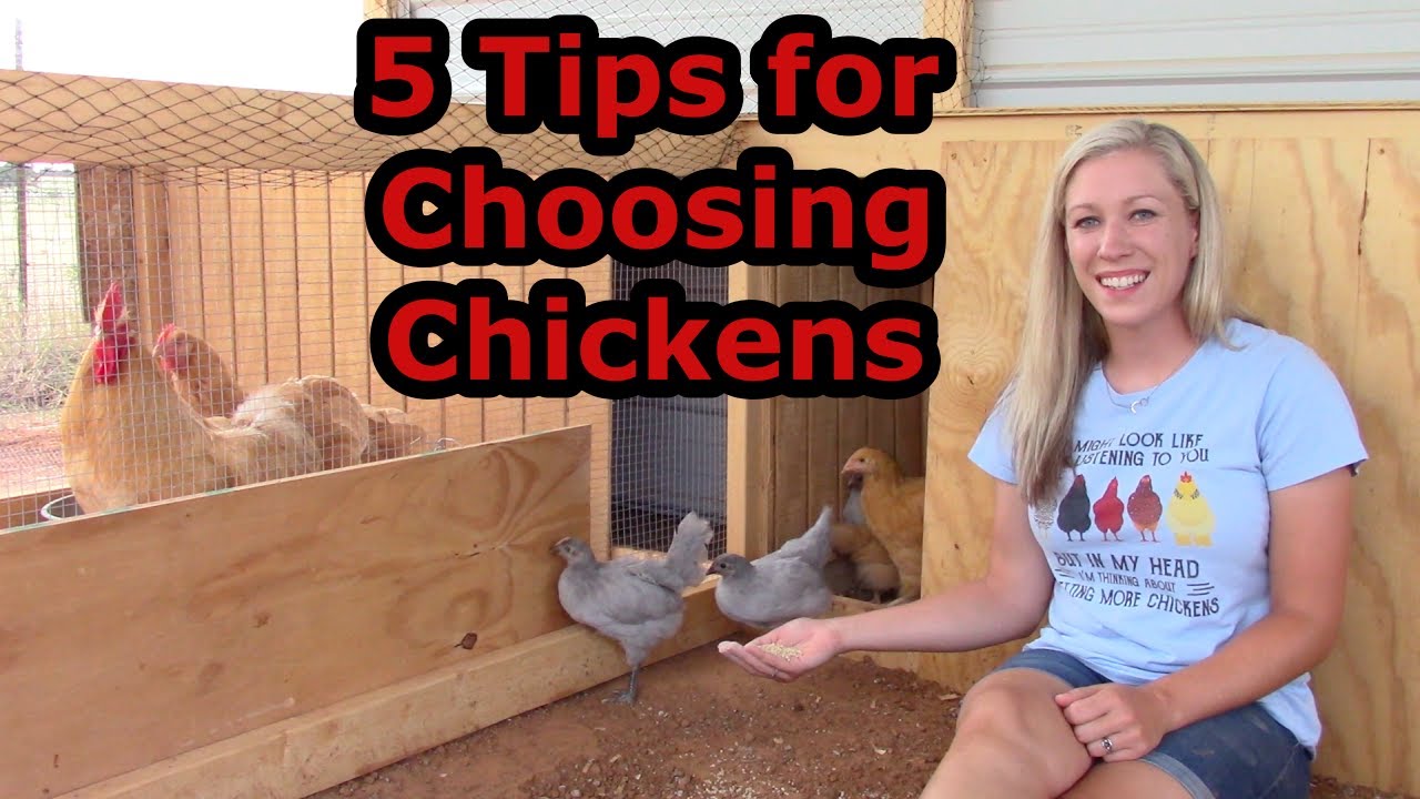Top 5 Tips for Choosing the Right Chickens for You! - YouTube