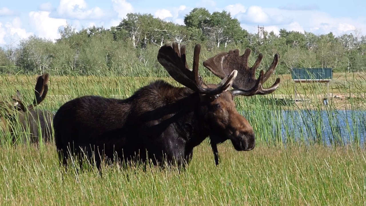 Moose Video - YouTube