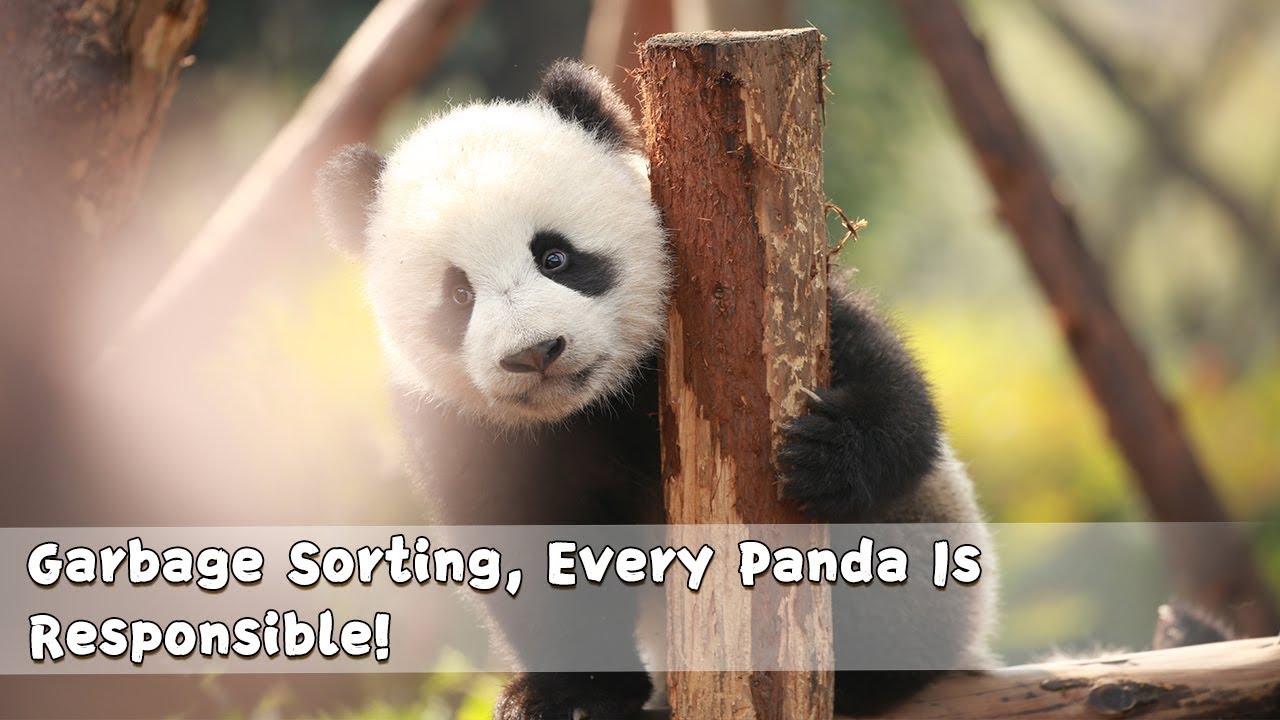 Garbage Sorting, Every Panda Is Responsible! | iPanda - YouTube